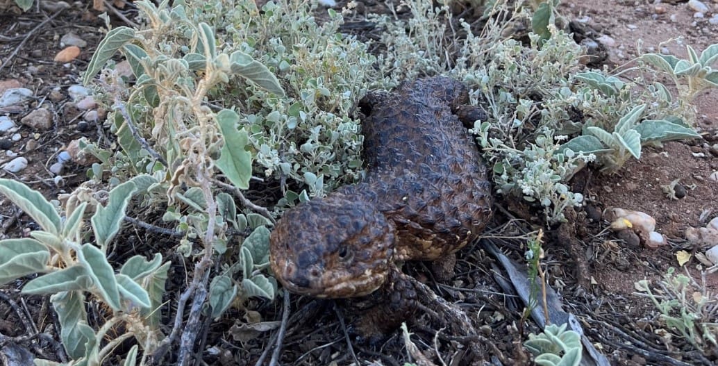 NSW Government buys Broughton Vale Station for a national park - Sheep Central