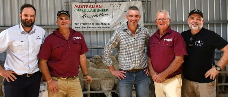 Charollais sheep breeders start on road to a branded product - Sheep ...