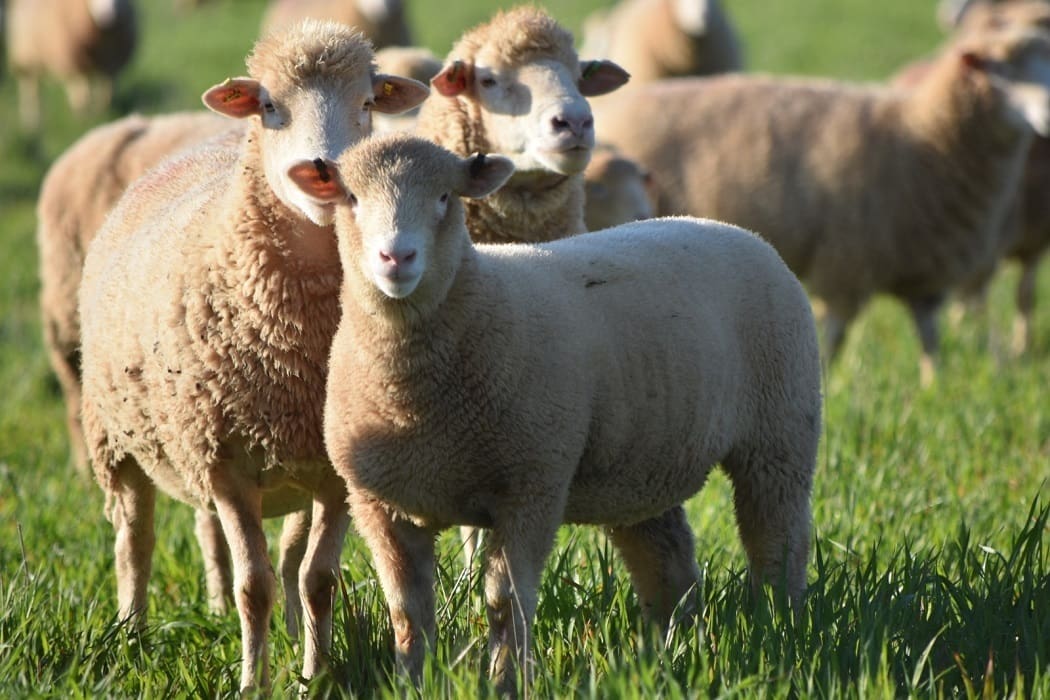 Bowan Park Poll Dorset trial highlights eating quality potential ...