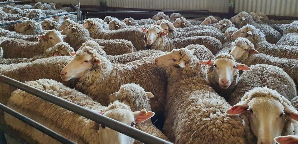 Dohnes get data on wool, carcase, eating quality and reproduction ...