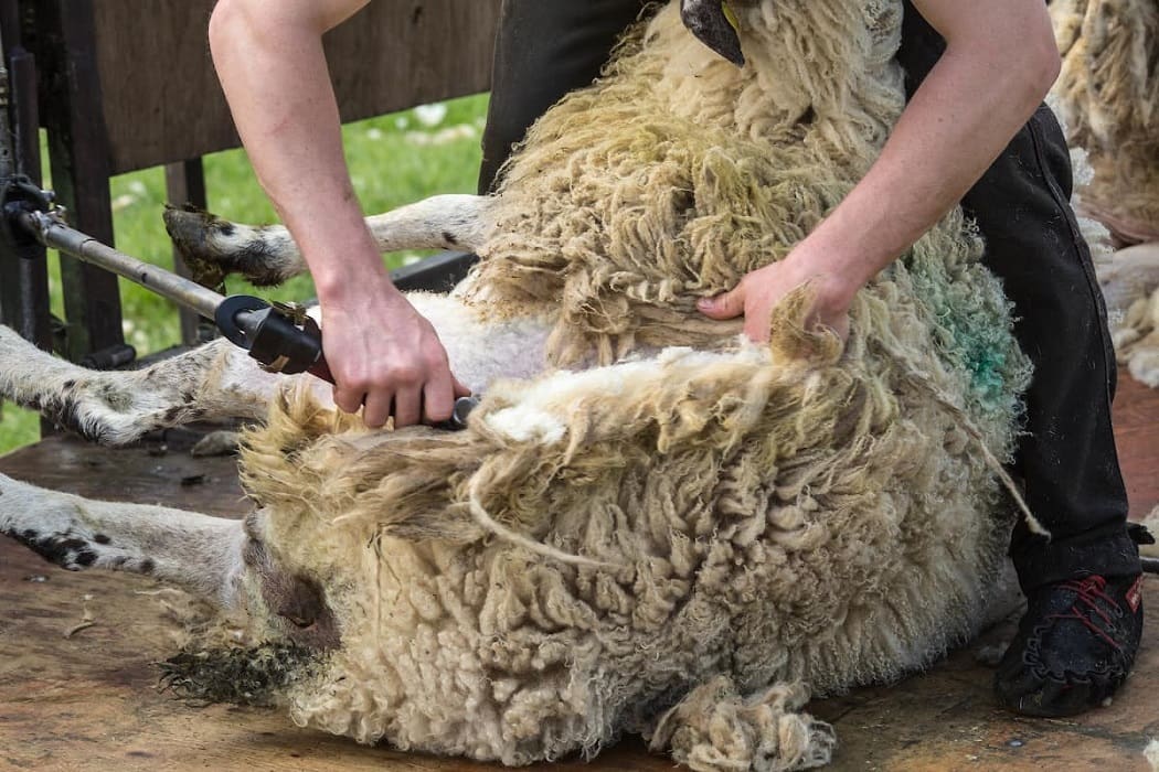 Australian sheep shearers gain non-visa access to work in the UK ...