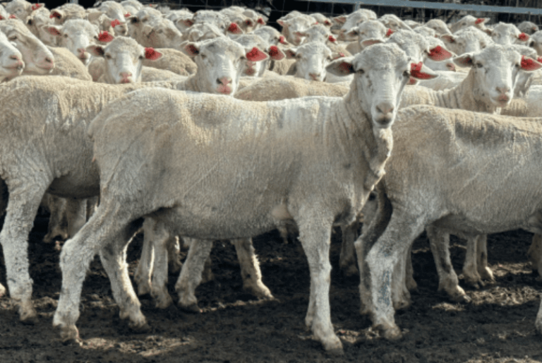 MLA launches online sheep and national feeder heifer indicators - Sheep ...