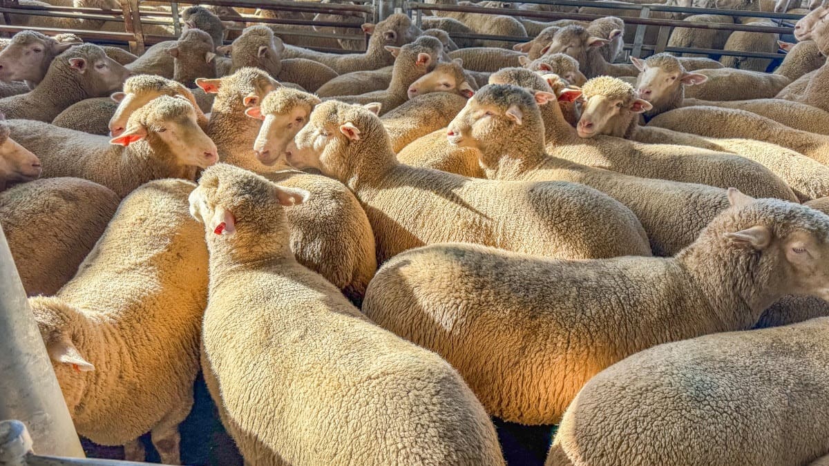 High lamb prices continue but ease on quality in some markets - Sheep ...