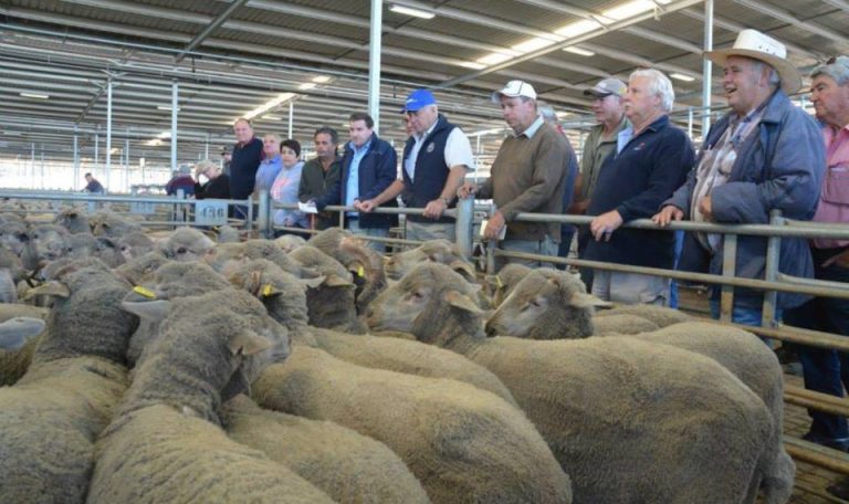 Muchea Livestock Centre wins national saleyard industry award - Sheep ...