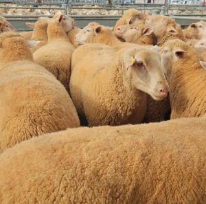 Bendigo sets new national lamb record price with $435 lambs - Sheep Central