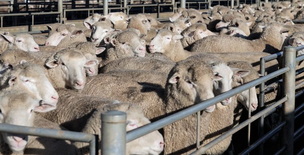 Bendigo sets new national lamb record price with $435 lambs - Sheep Central