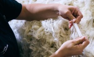 Wool prices continue to surge higher, with EMI hitting seven-year high ...