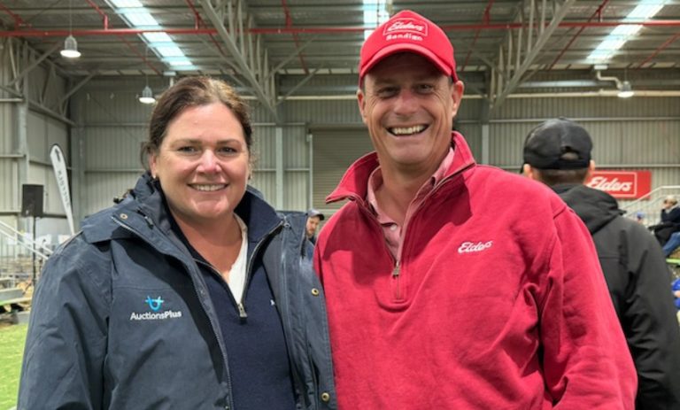 AuctionsPlus launches Forward+ lamb and mutton platform - Sheep Central