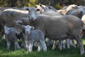 Combined Lambplan 'a champagne day' for composite sheep breeders ...