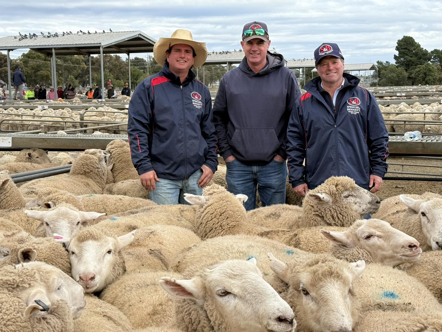 Griffith agents reset national heavy lamb record at $479.50 - Sheep Central