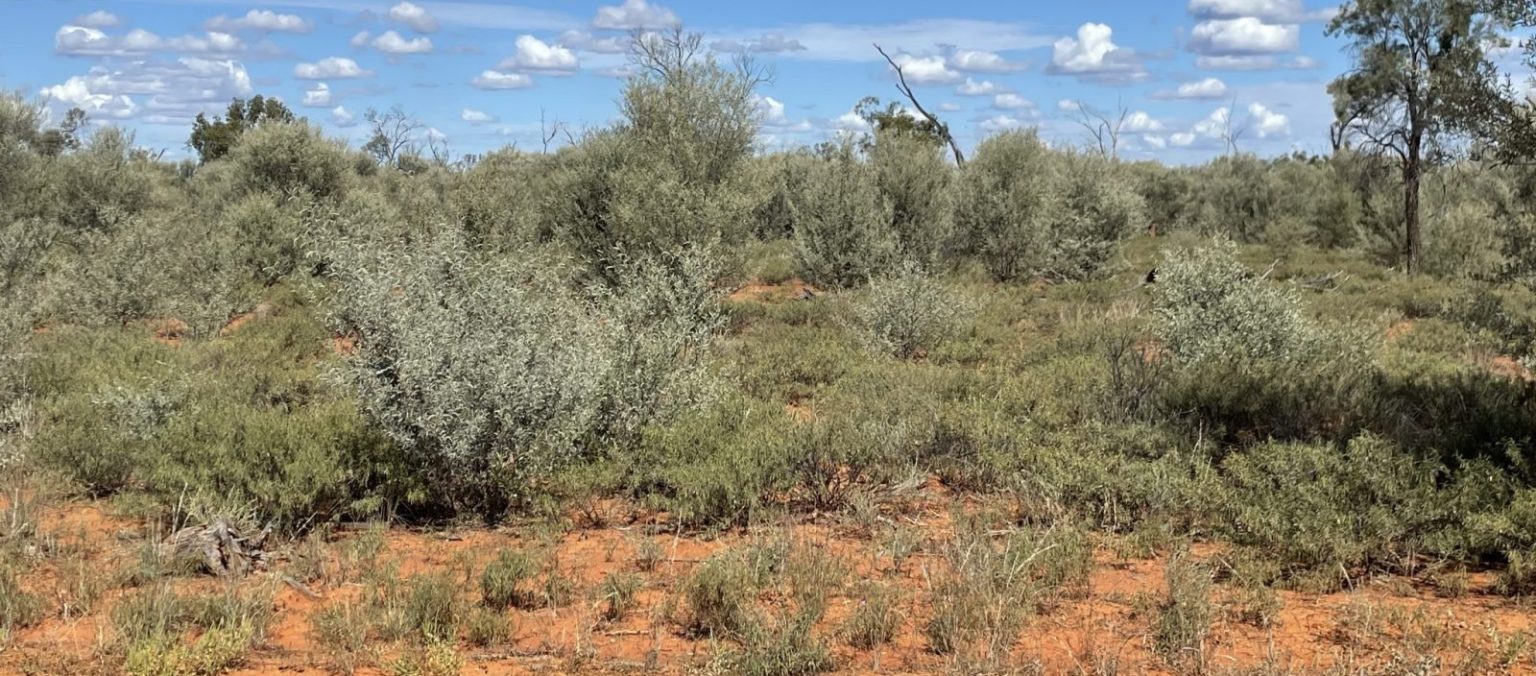 Regenerative agriculture platform buys Bendena Station - Sheep Central