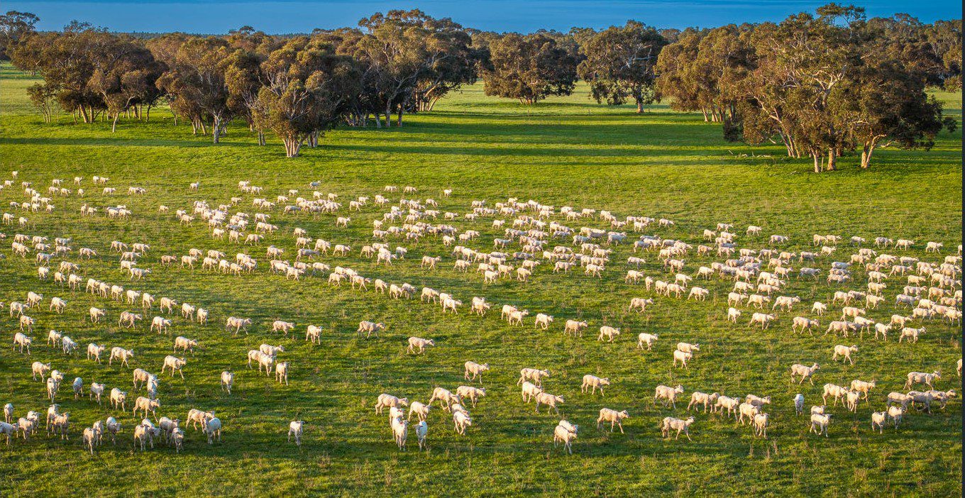 Blue ribbon SA aggregation tipped to make $40 million - Sheep Central