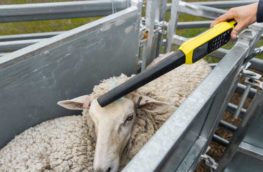 Using sheep EID for drought management is LLS event focus - Sheep Central