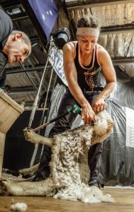 Merino lamb record shearer Nikki Lyons goes thin to win - Sheep Central