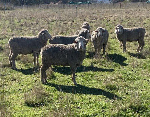 Managed grazing is best for building soil organic carbon - Sheep Central