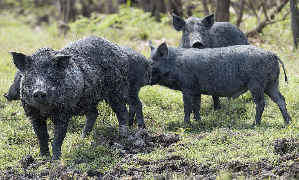 $850,000 free feral pig bait offer gets NSW producer backing - Sheep ...