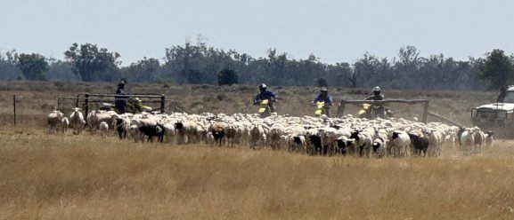 Qld man charged for stock theft, firearms and fraud + VIDEO - Sheep Central