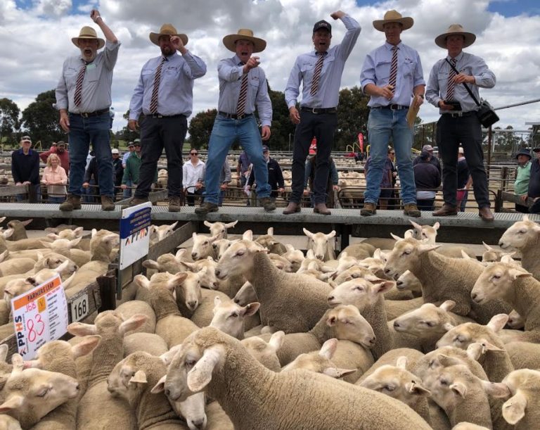 Naracoorte first cross ewe lambs sell to $422, but chances for all ...