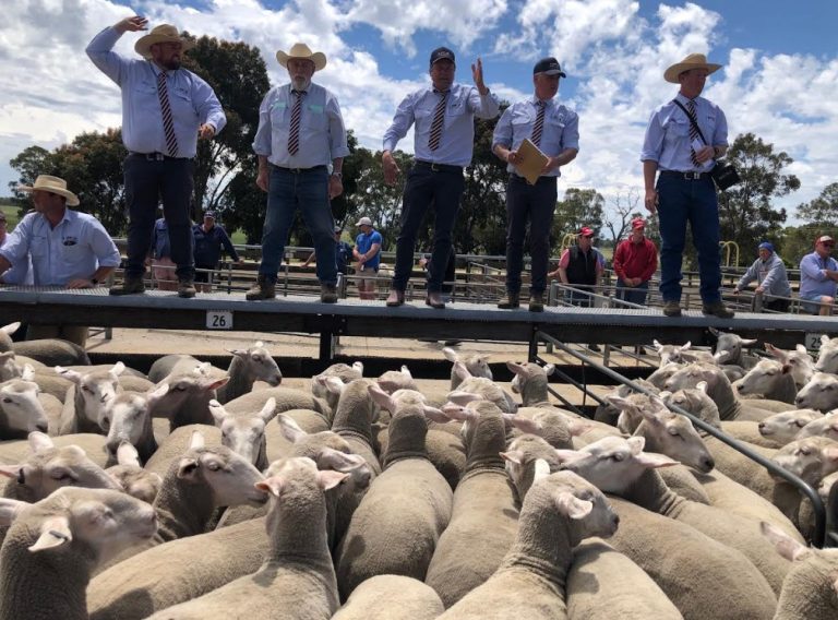 High lamb and mutton prices help first cross ewe prices to $540 - Sheep ...