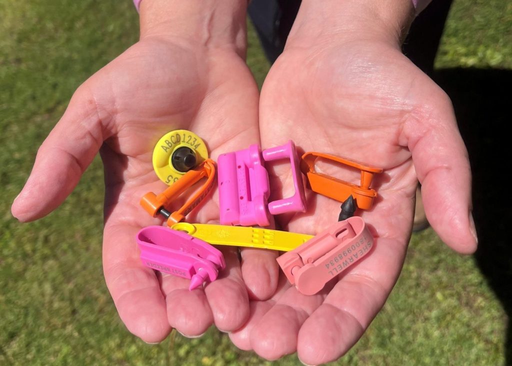 WA sheep EID tag discount scheme extended into 2026 - Sheep Central