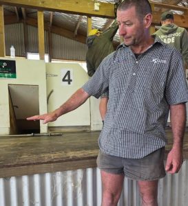 NZ shearers and wool handlers vie for world team selection - Sheep Central