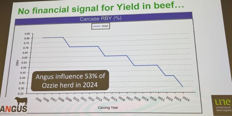 Big beef production hit from negative meat yield trend - Sheep Central