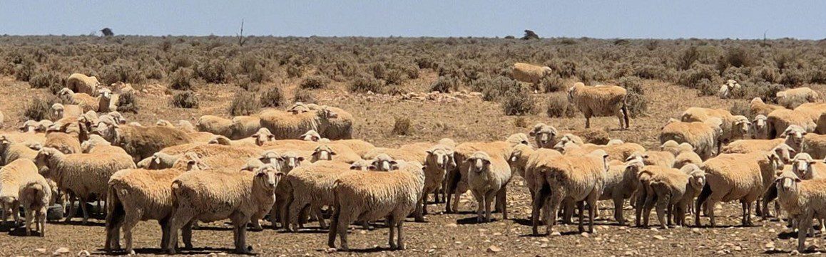 Arubiddy offers world's largest sheep station opportunity - Sheep Central