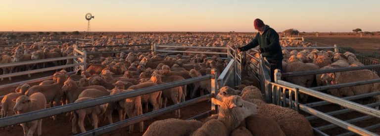 Arubiddy offers world's largest sheep station opportunity - Sheep Central