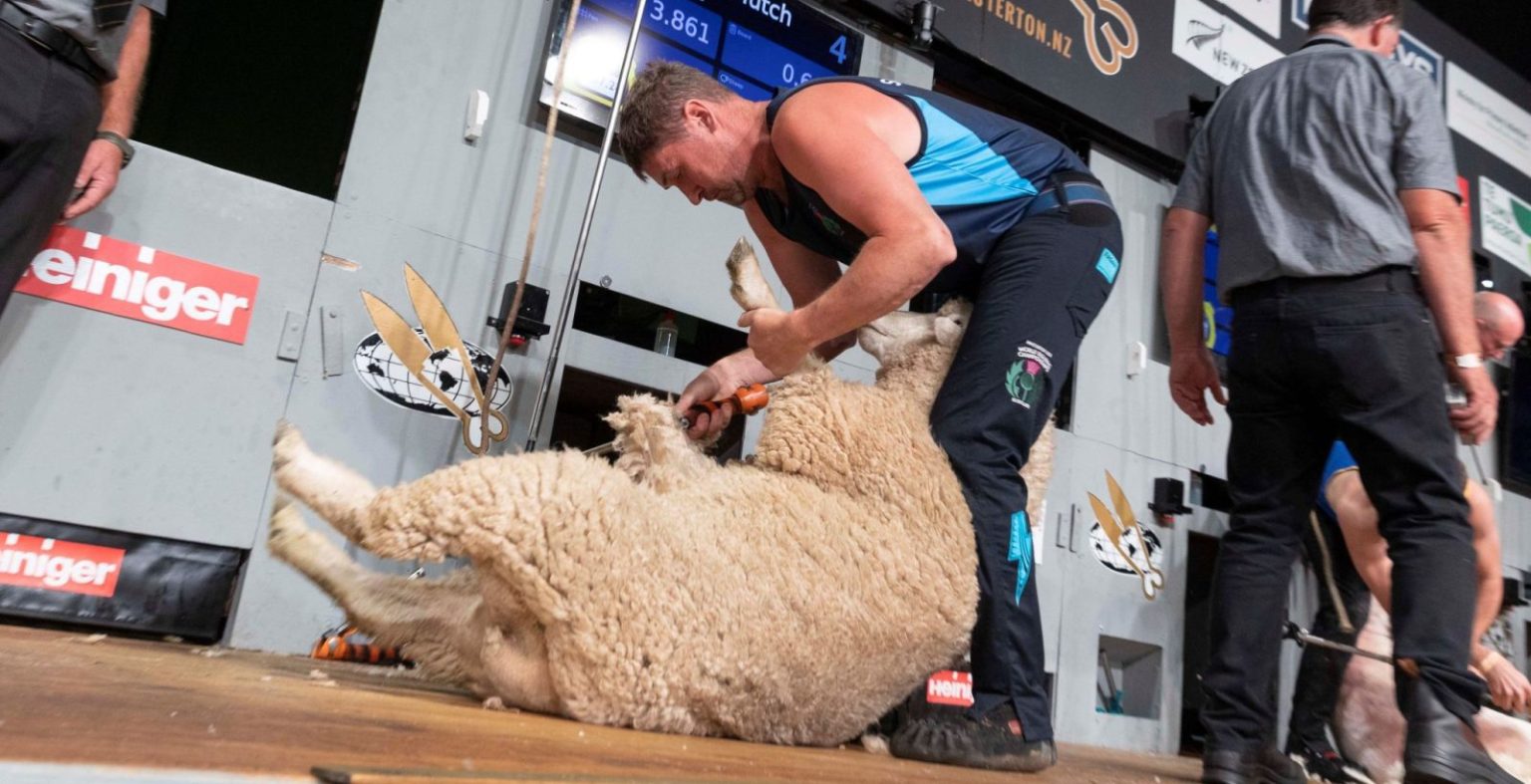 Kiwi and Aussie shearers and wool handlers make Golden Shears semis ...