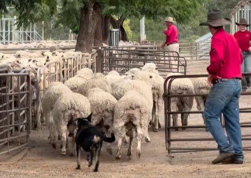 Middle East conflict and rain impact lamb markets - Sheep Central