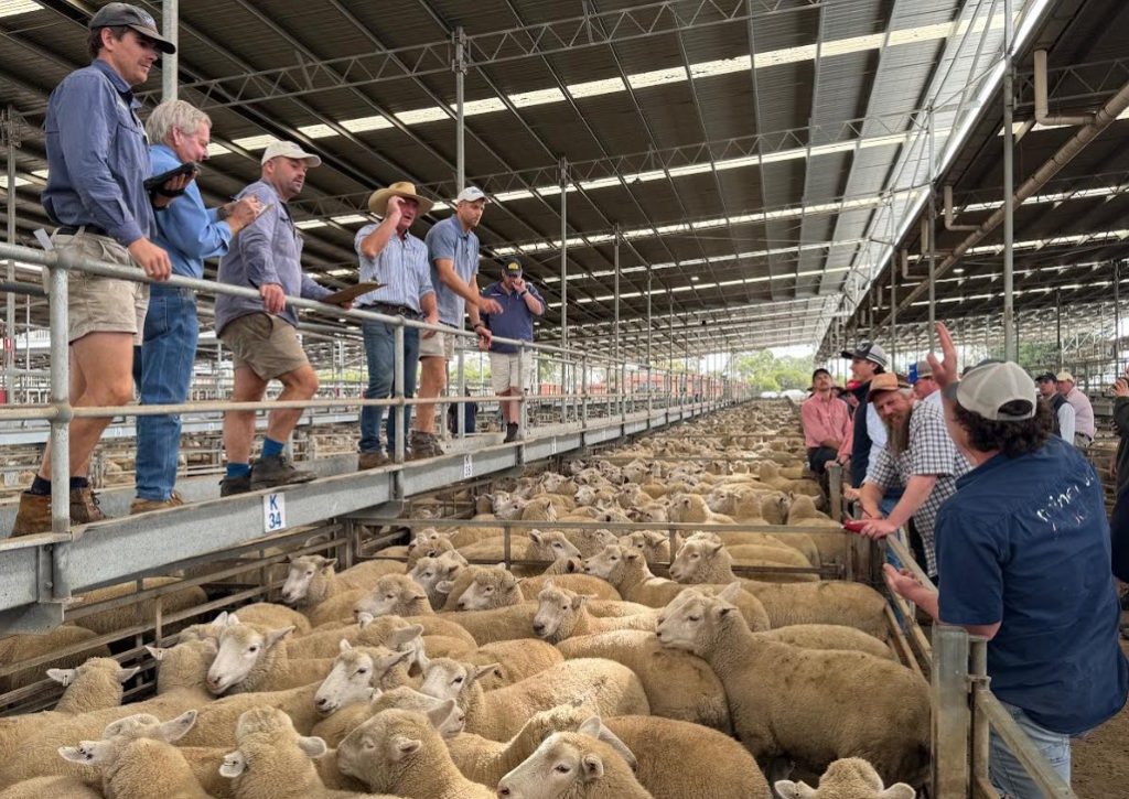 Competition keeping lamb prices high on quality as winter beckons ...