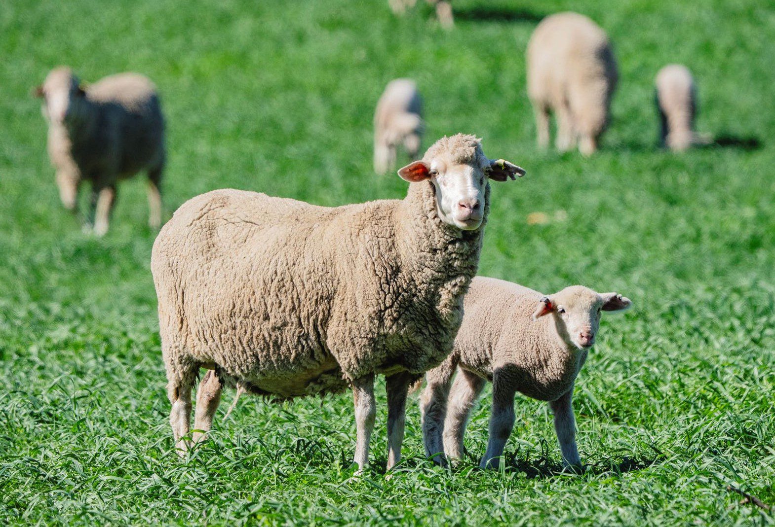 Sheep producer confidence highest in second quarter Rabobank survey ...