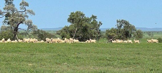 Queensland's Isla Downs Station heads property listings - Sheep Central