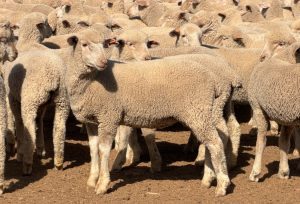Strong restocker lamb demand continues on AuctionsPlus - Sheep Central