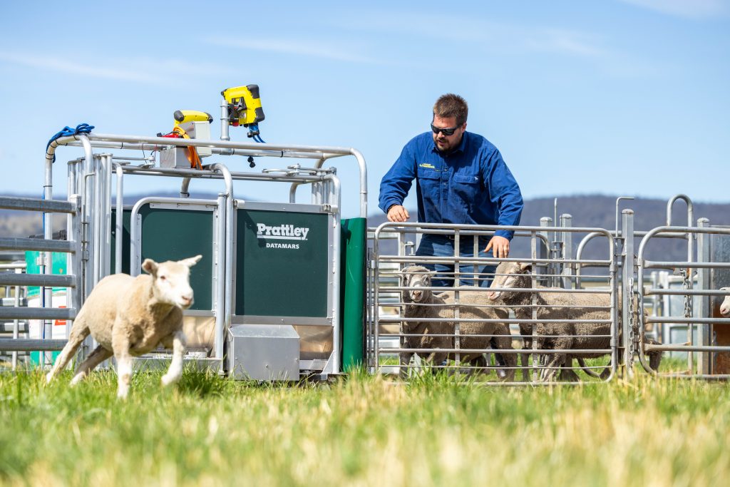 Datamars Livestock - Sheep management solutions on show at LambEx 2026 ...