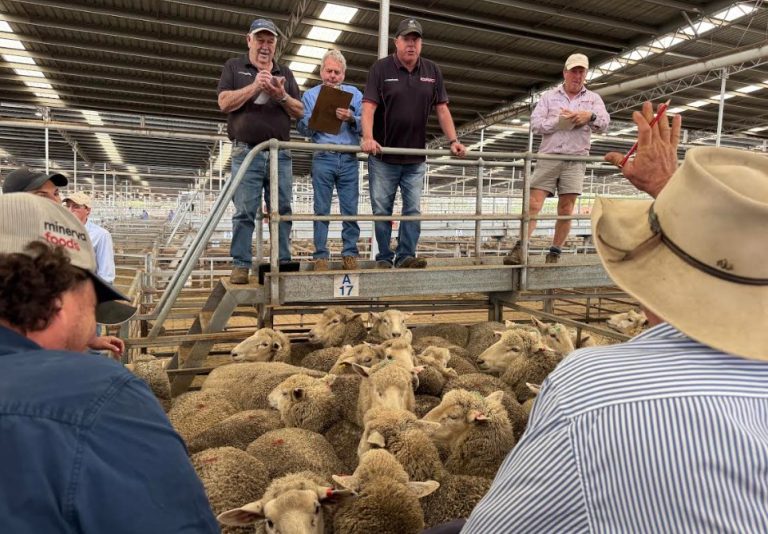 Mutton market prices hit record levels, but for how long? - Sheep Central